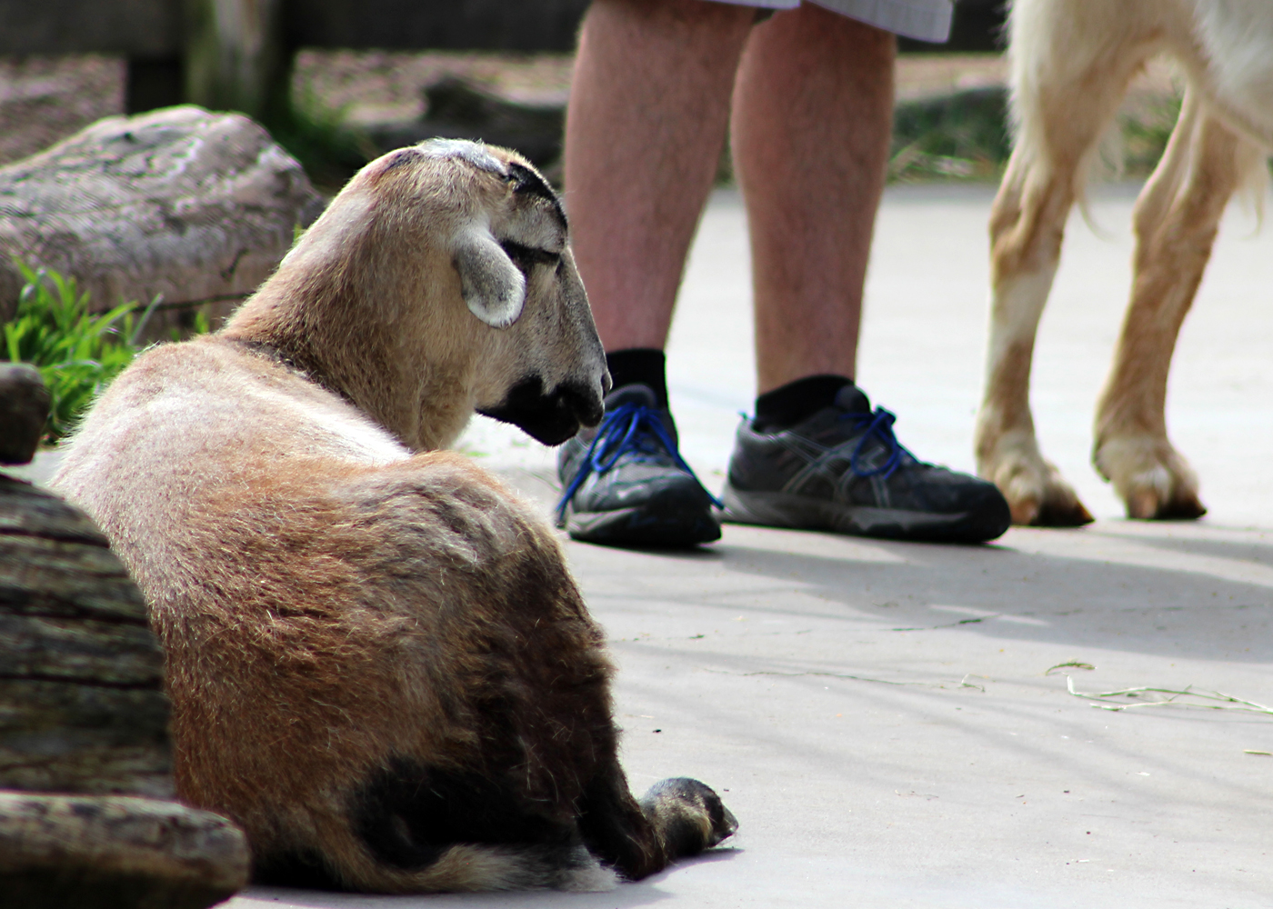 The zoo, 2017 edition – Pardon the Garden