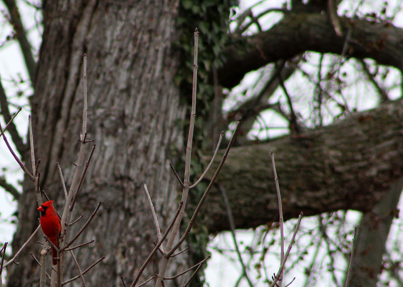 Little bird – Pardon the Garden